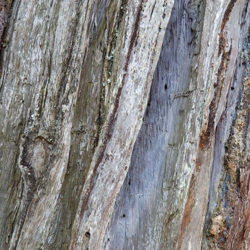 Wood Skin Pattern from a Real Tree Stock Image - Image of tree ...