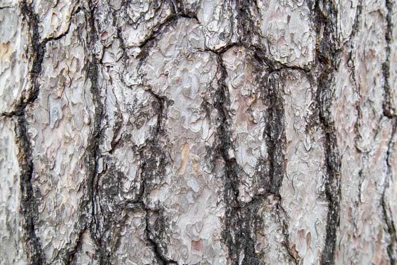 Wood Skin Pattern from a Real Tree Stock Photo - Image of rough, tree ...