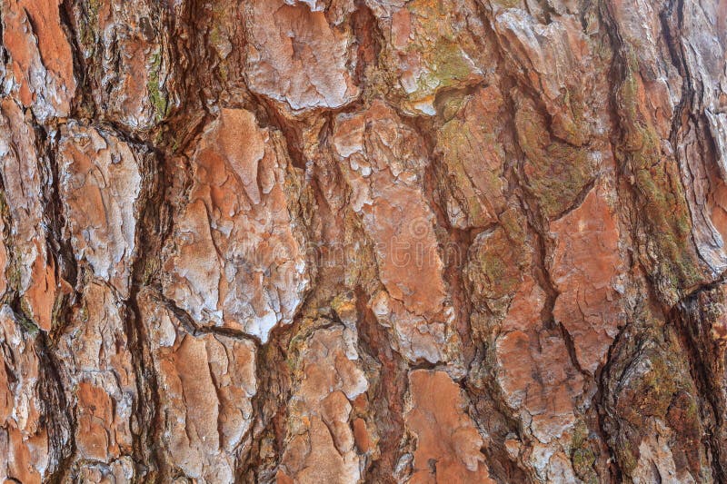 Wood skin stock photo. Image of abstract, wood, skin - 38696458