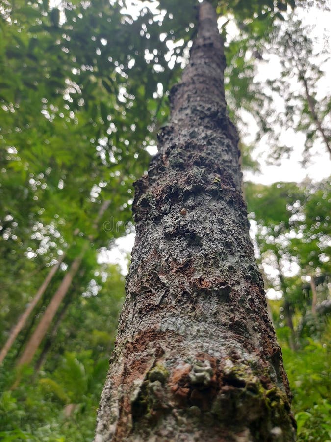 Wood Skin Texture of the Tree Branch with a Moss in the Forest Stock ...