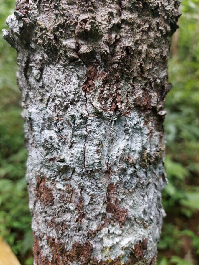 Wood Skin Texture of the Tree Branch with a Moss in the Forest Stock ...