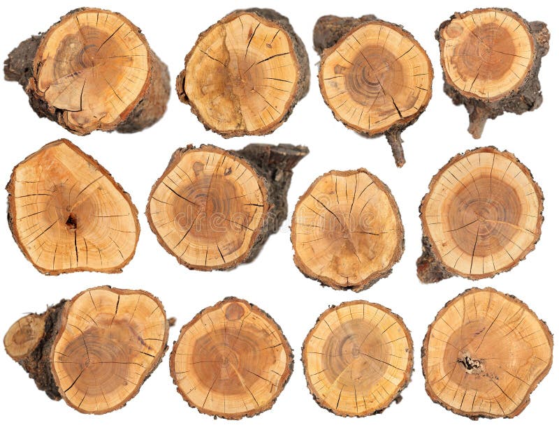 Wood slice texture stock photo. Image of bark, closeup - 71486064