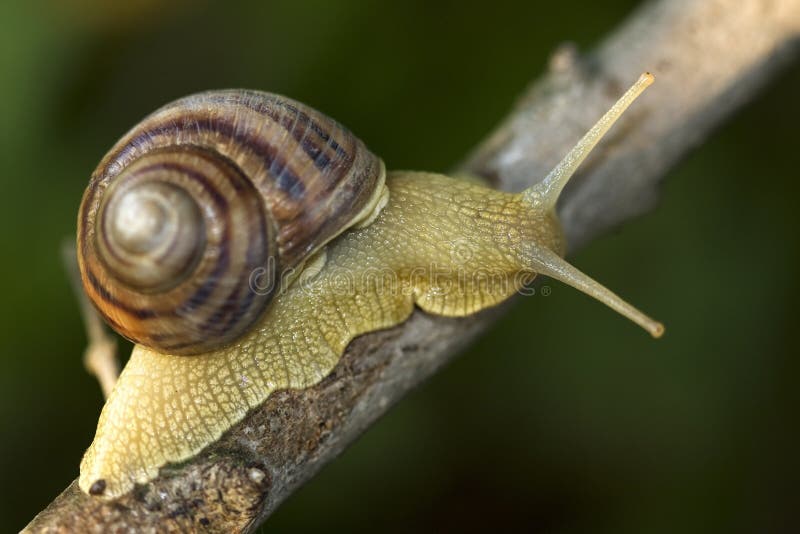 Wood snail stock photo. Image of wood, living, macro - 12283602