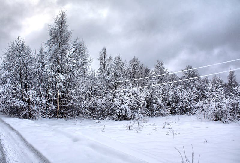 Snow wood stock photo. Image of forest, spruce, frozen - 26794506