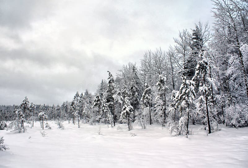 Snow wood stock photo. Image of forest, spruce, frozen - 26794506