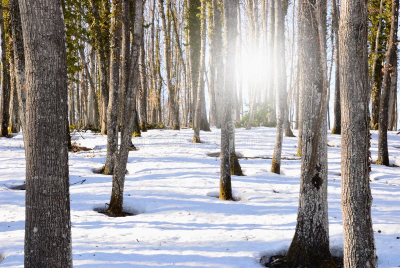 Wood with snow stock image. Image of outdoor, foliage - 29487293