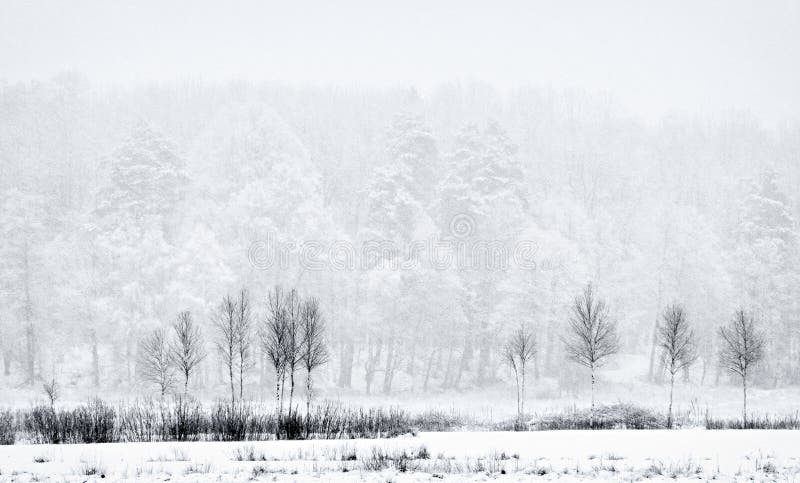 Snow-flurry stock photo. Image of away, shot, flurry - 46993512