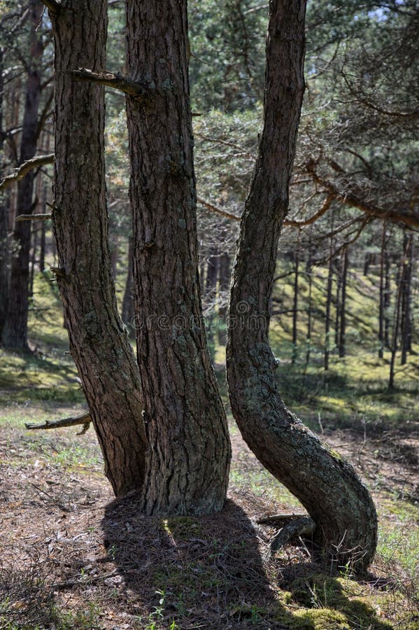 Crazy Trees stock image. Image of soil, swirls, curves - 17377893