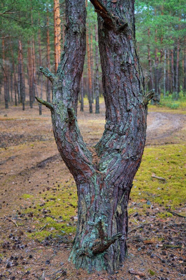 Wood stock image. Image of branches, color, nature, outdoors - 96030565