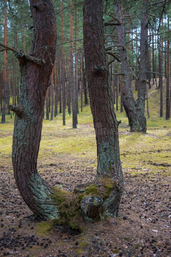 Wood stock photo. Image of branch, environmental, sunlight - 96030568
