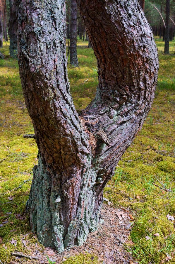 Wood stock image. Image of growth, sunny, spring, color - 96030885