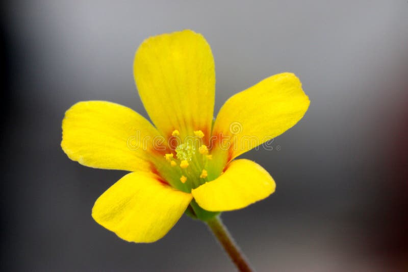 Wood Sorrel Flower Closeup 03 Stock Photo - Image of sorrel, creeping ...