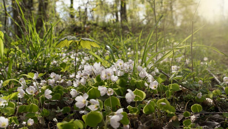 Wood sorrel with flowers stock photo. Image of forest - 247816136