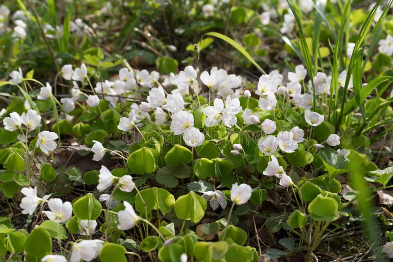 Wood sorrel with flowers stock image. Image of oxalis - 248329055