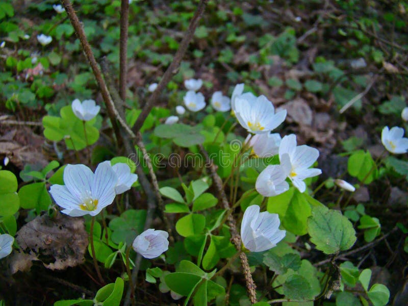 Wood sorrel flowers stock image. Image of park, grass - 93406113