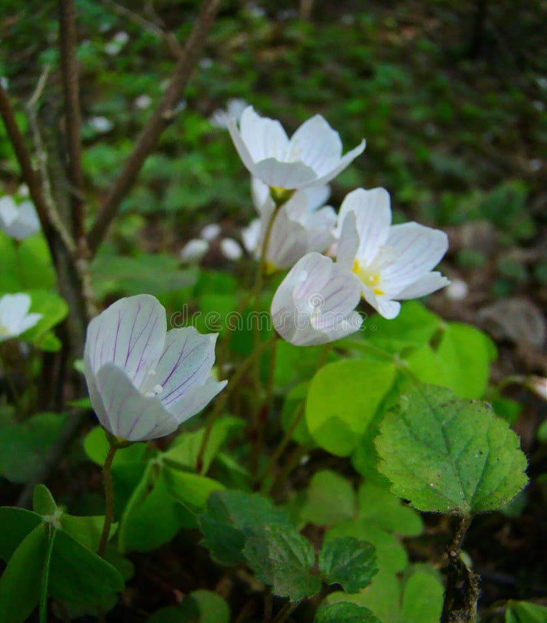 Wood sorrel flowers stock photo. Image of botanical, meadow - 93406122