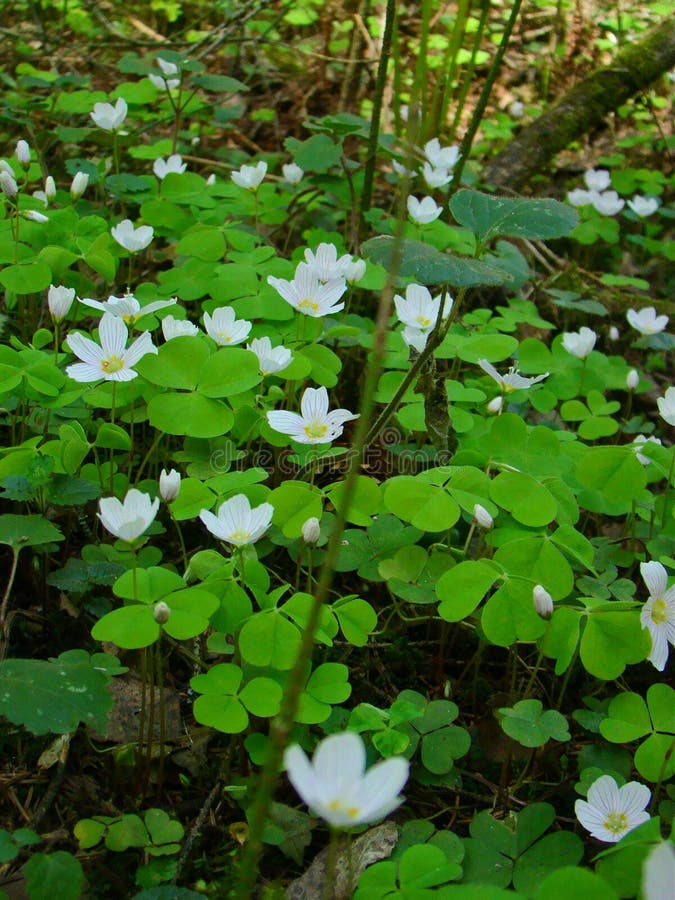 Wood sorrel flowers stock photo. Image of grass, botanical - 93406380