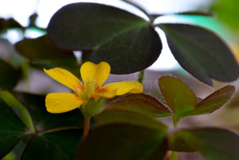 Yellow Blossom Wood Sorrel Profile 01 Stock Photo - Image of outdoor ...