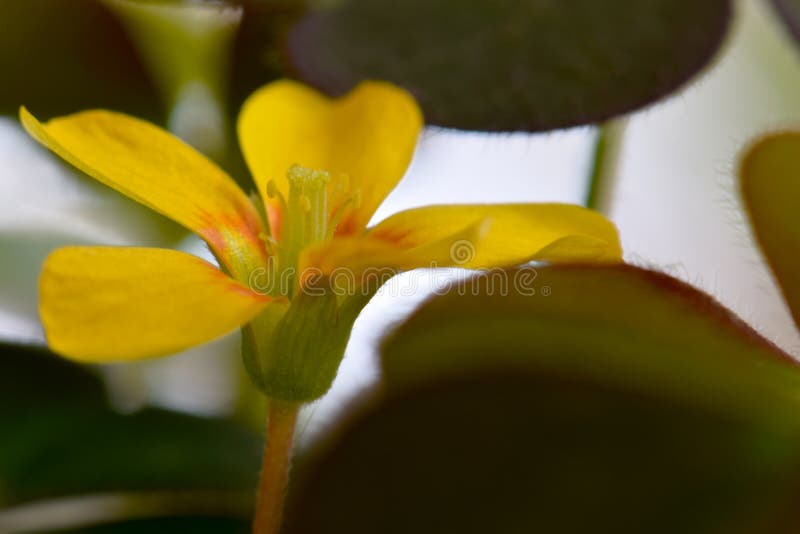 Yellow Blossom Wood Sorrel Profile 02 Stock Image - Image of vine ...
