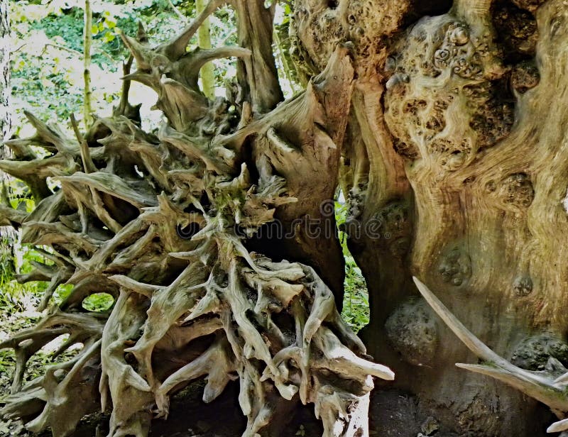 The Wood Spirit Hides among the Tumbled-down Trees. Stock Image - Image ...