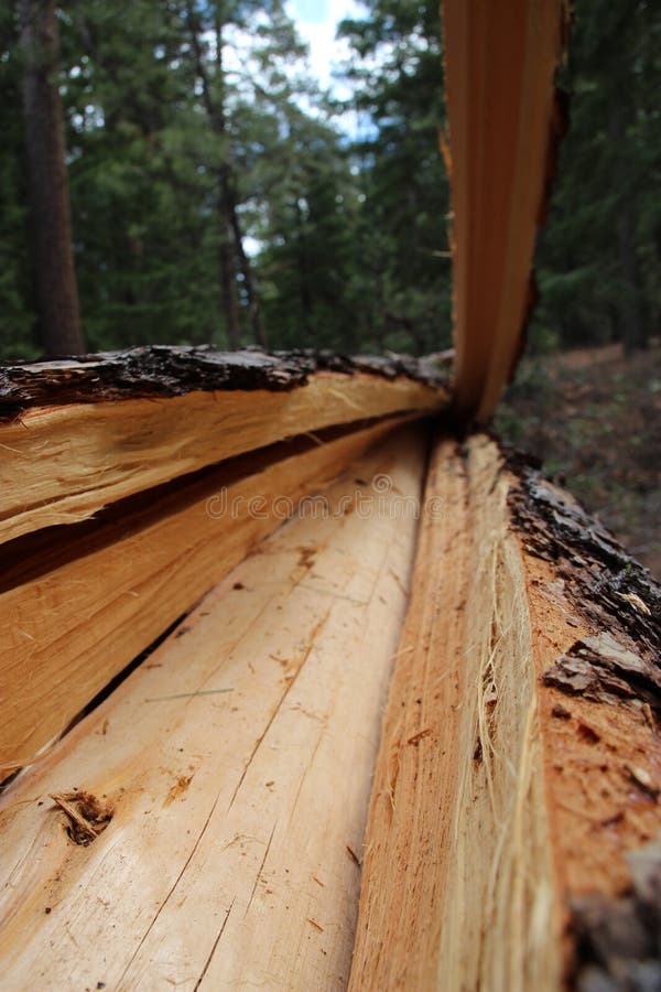 Wood split to the core stock photo. Image of fallen - 217938548