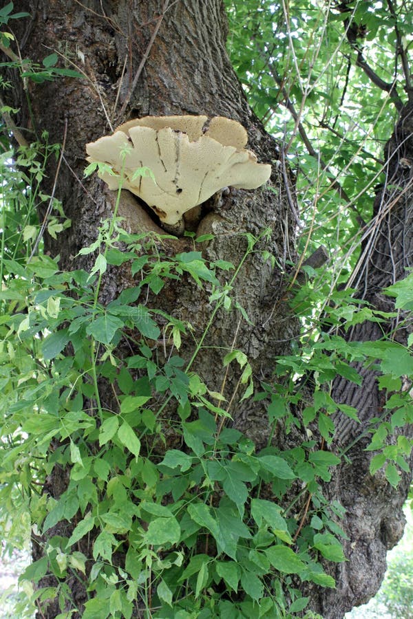 Wood Sponge of Beech in the Rhodopes Stock Photo - Image of wood, town ...