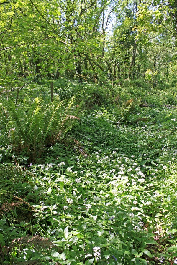 Wood in Spring stock image. Image of green, star, garlic - 28857205