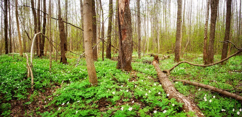 Wood with spring flowers stock image. Image of herb, nemorosa - 51821399