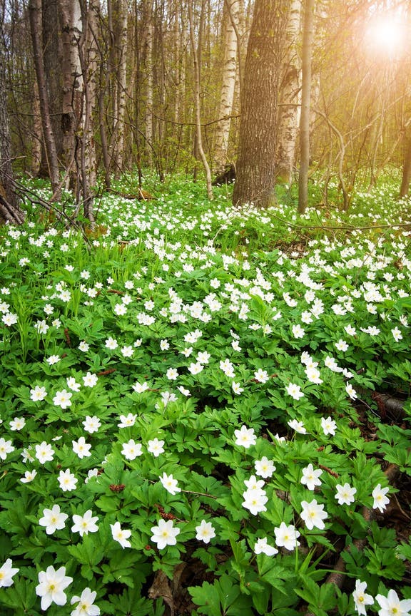 Wood with spring flowers stock image. Image of panorama - 52109331