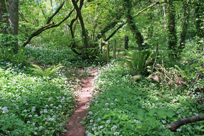 Wood in spring stock photo. Image of wood, wild, spring - 33583292
