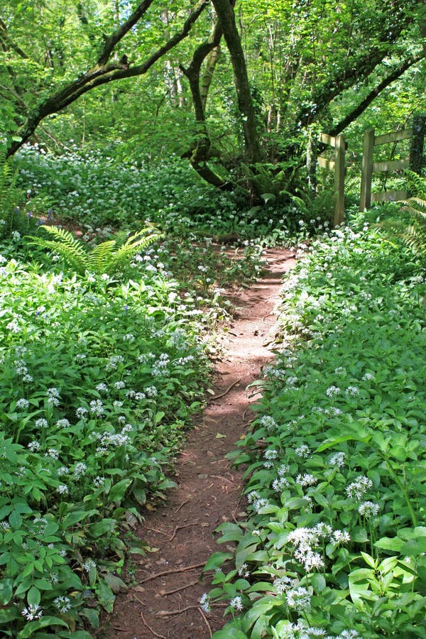 Wood in spring stock photo. Image of allium, spring, groundcover - 34006360
