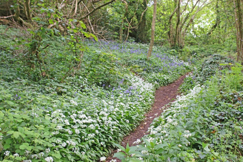 Wood in spring stock photo. Image of spring, floral - 157796154