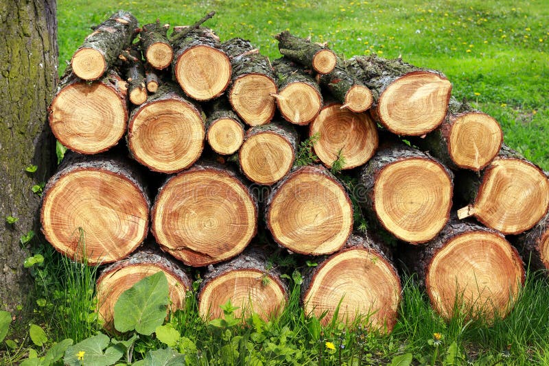 Wood Stack for the Fireplace Stock Photo - Image of felling, mortality ...