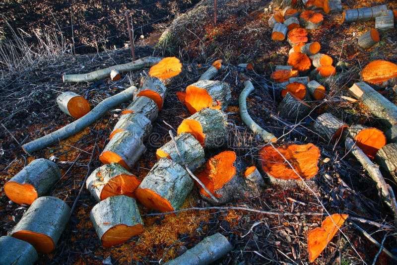 Wood stack stock image. Image of nature, rural, pile - 43957931