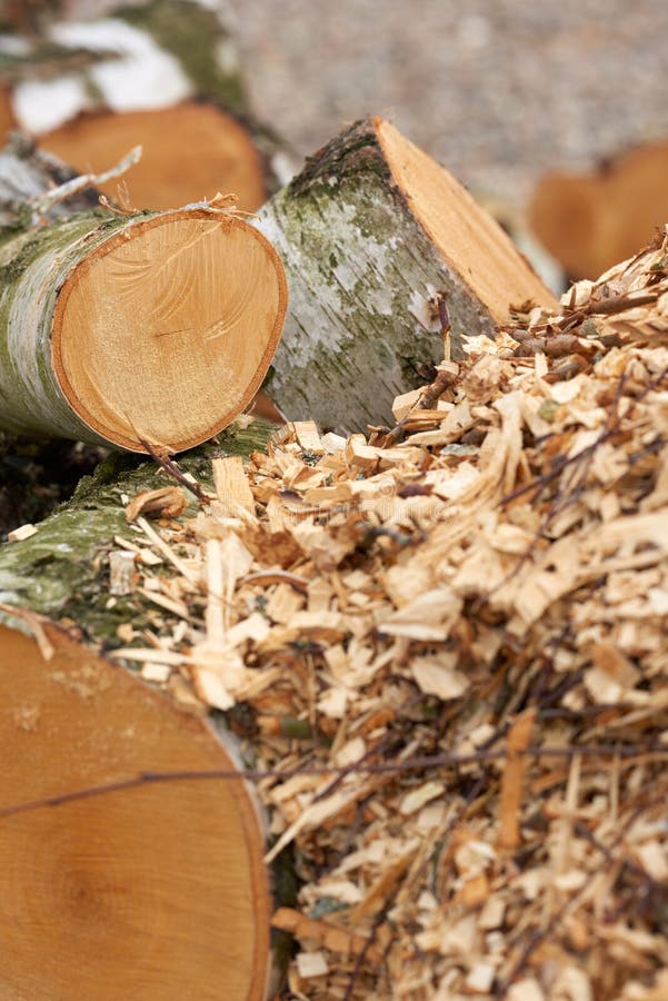 Wood, Stack and Log with Timber in Environment for Fuel, Heat and ...