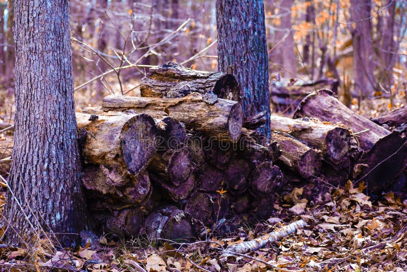Wood Stacked between Two Trees Stock Photo - Image of leaves, stacked ...