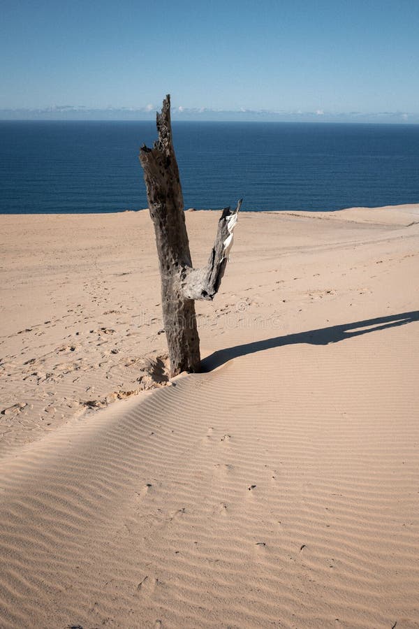 Wood Standing on the Sand in the Beach Stock Image - Image of wood ...