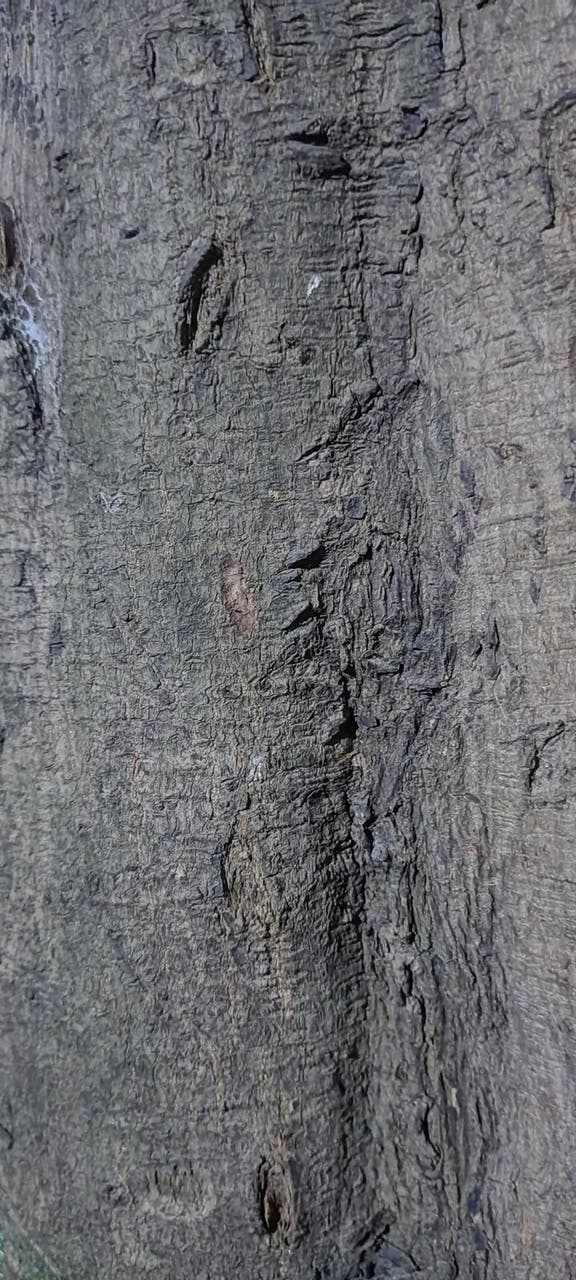 Wood Starfruit Wallpaper Black Stock Image - Image of black, starfruit ...