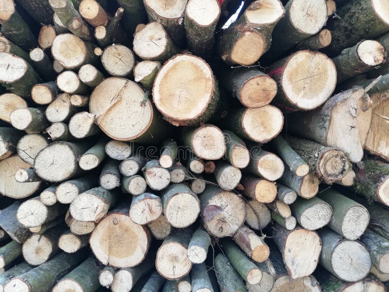 Wood sticks in the forest stock image. Image of sticks - 229934303