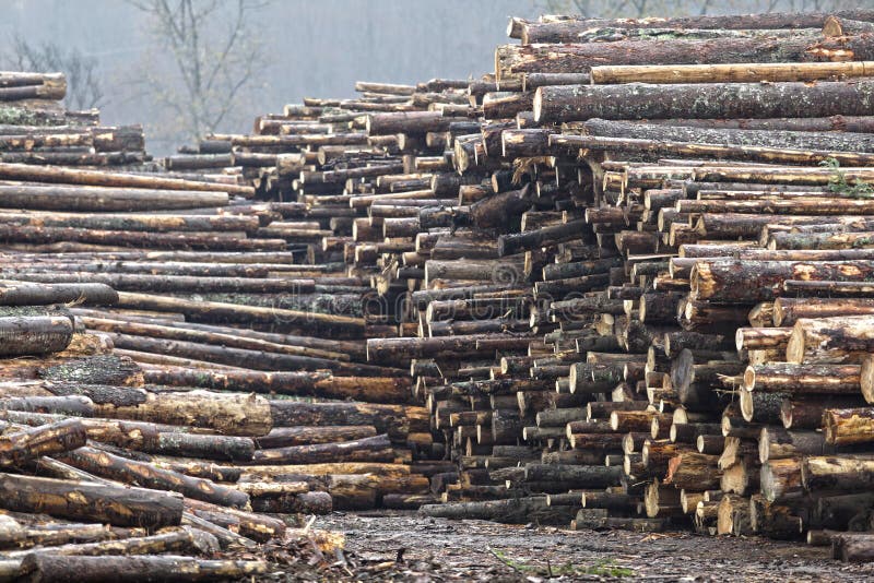 Wood stock stock photo. Image of round, wood, prepared - 54602692