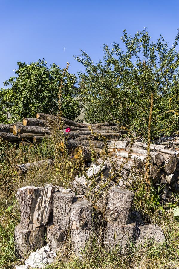 Wood Storage Area on Meadow with Tree Trunks and Wood for Further ...