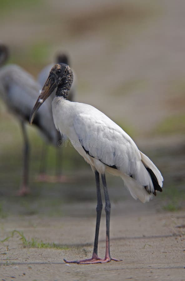 Four palm trees on a beach stock photo. Image of natural - 316154