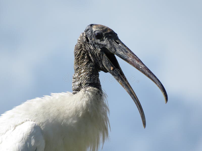 The Wood Stork stock photo. Image of florida, clouds - 120740342