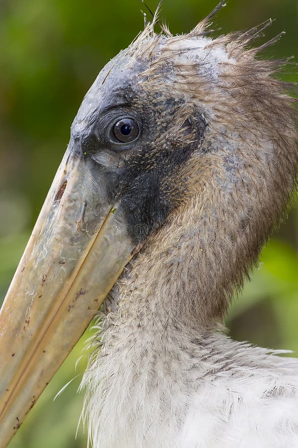 Wood Stork stock photo. Image of water, swamp, animal - 51166722