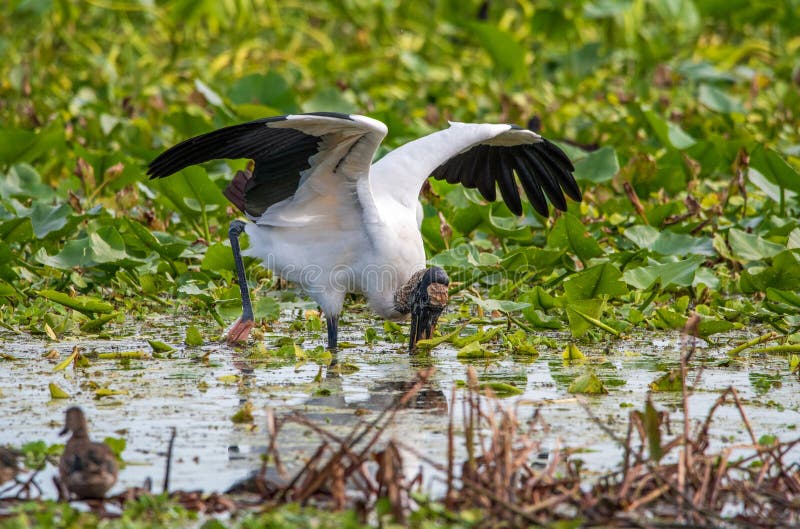 Wood stork stock photo. Image of lake, outdoors, nature - 265033546