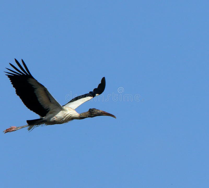 A wood stork flying by stock image. Image of environment - 154342475