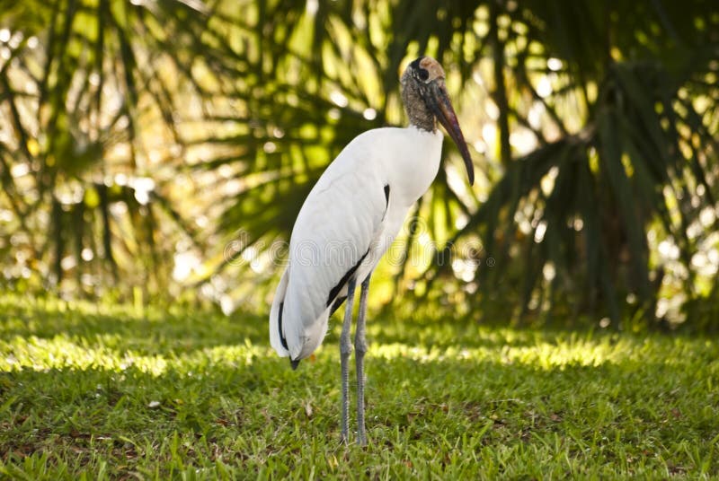 Wood Stork Standing stock photo. Image of standing, natural - 11443040