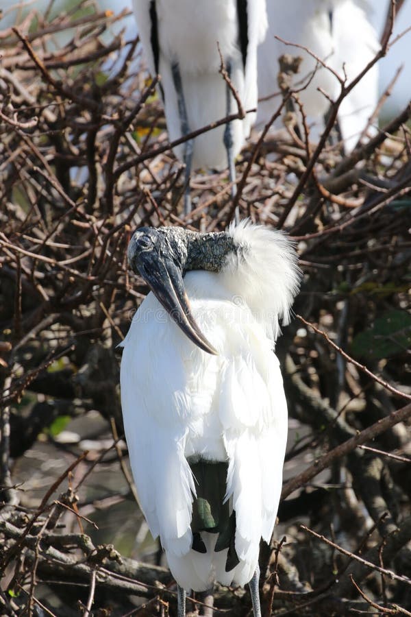 A wood stork in a tree stock photo. Image of stork, animal - 192134172