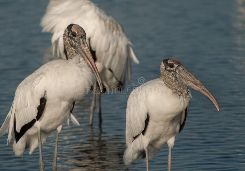 Wood Storks stock photo. Image of carolina, wildlife - 62459466