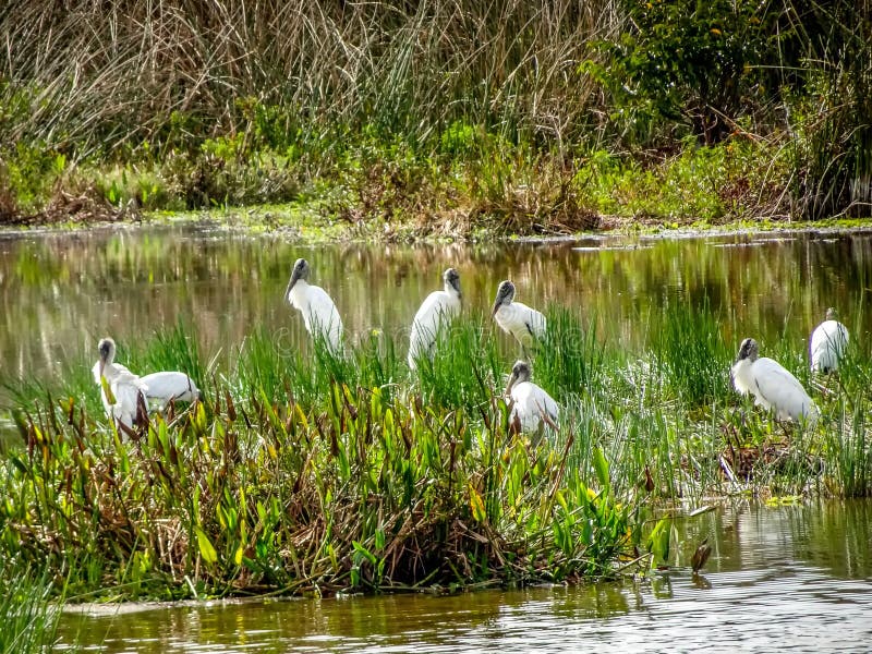 Wood storks in swamp stock photo. Image of atmosphere - 108224358